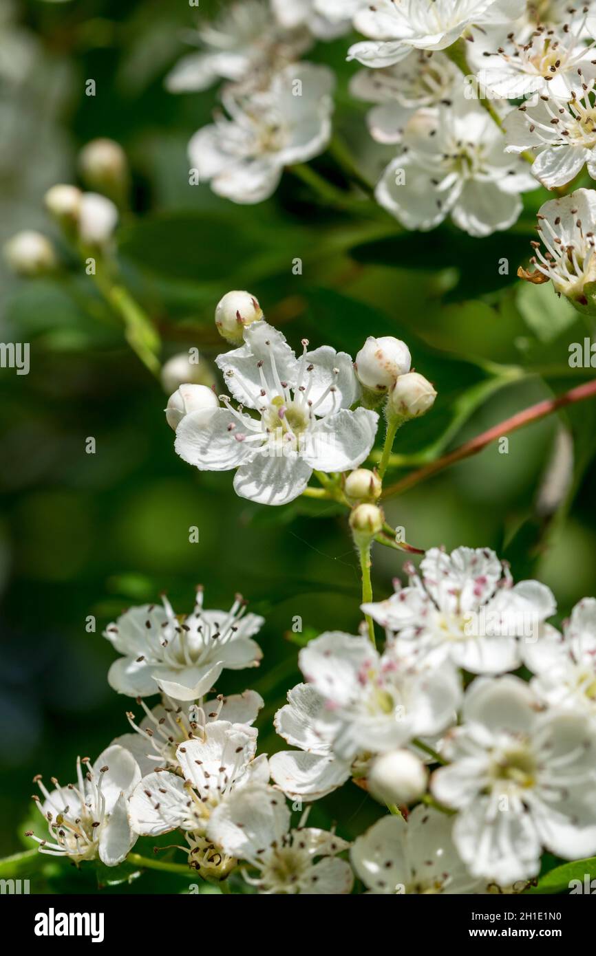 Hawthorn tree Crataegus monogyna Stock Photo - Alamy