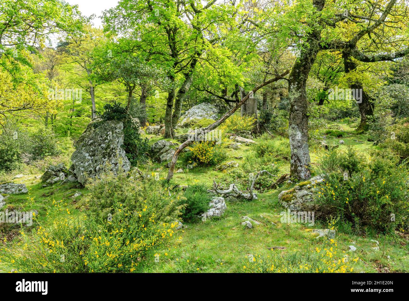 France, Pyrenees Orientales, Massif des Alberes, Argeles sur Mer ...