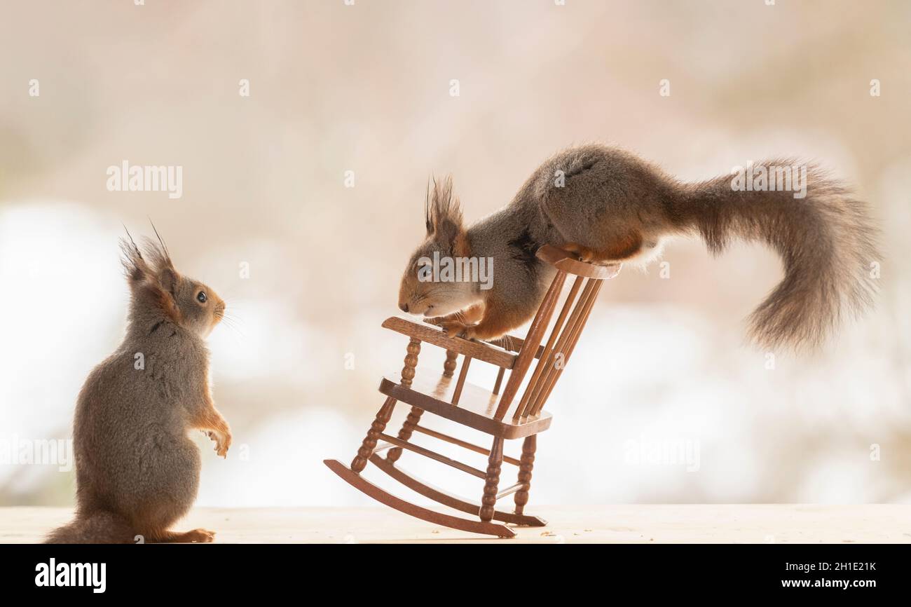 Red squirrel standing on chair hi-res stock photography and images - Alamy