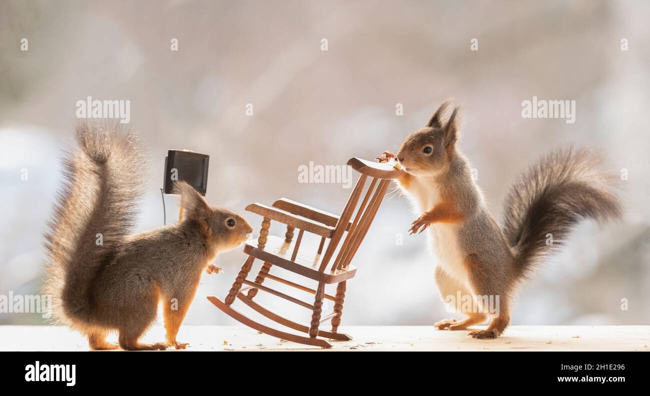 red squirrel is holding a rocking chair Stock Photo - Alamy