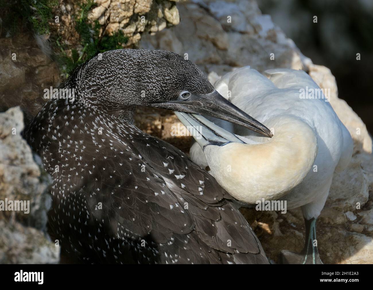 Old english ganot hi-res stock photography and images - Alamy