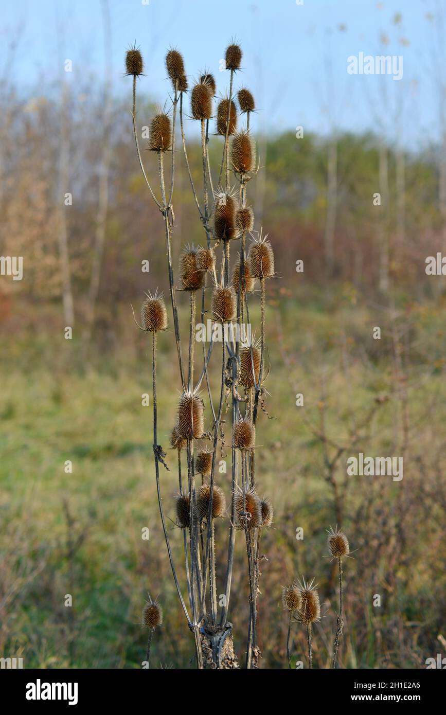 Wild teasel plant in autumn Stock Photo - Alamy