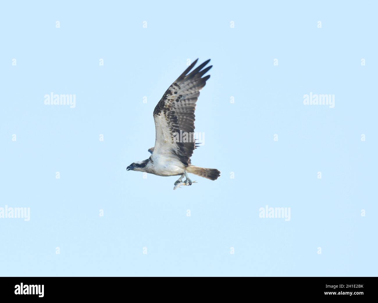 Osprey soaring high against a blue sky Stock Photo - Alamy