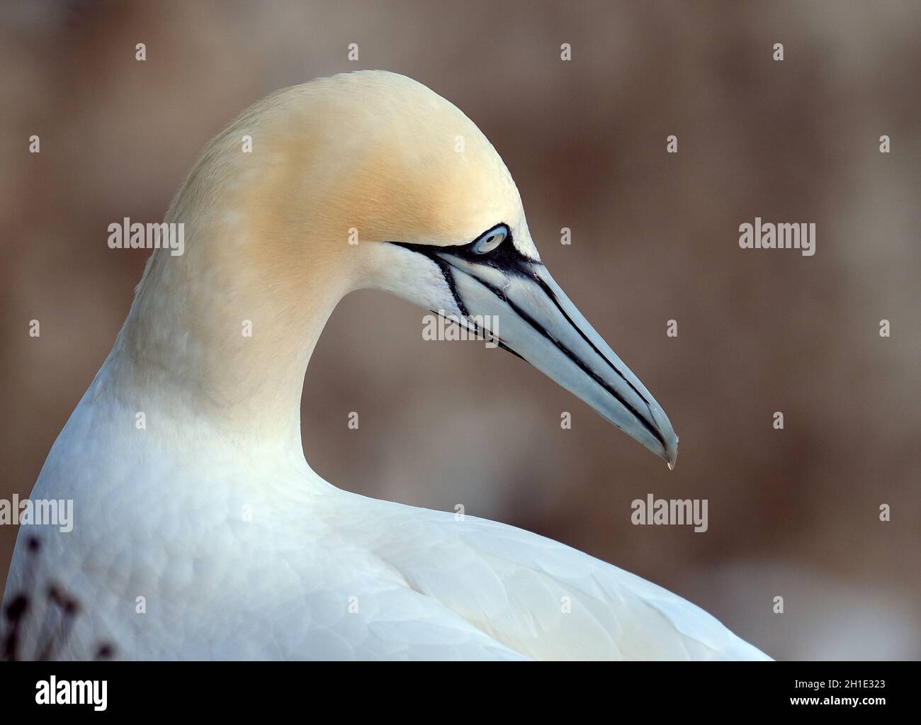 Gannets are seabirds comprising the genus Morus, in the family Sulidae ...