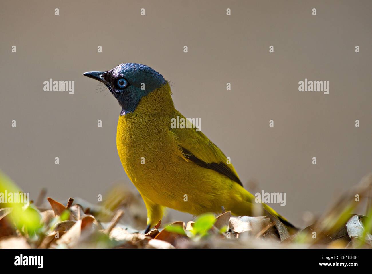 Bulbul behavior hi-res stock photography and images - Alamy