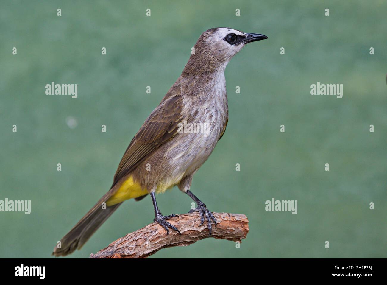 beautiful bulbul birds Stock Photo - Alamy