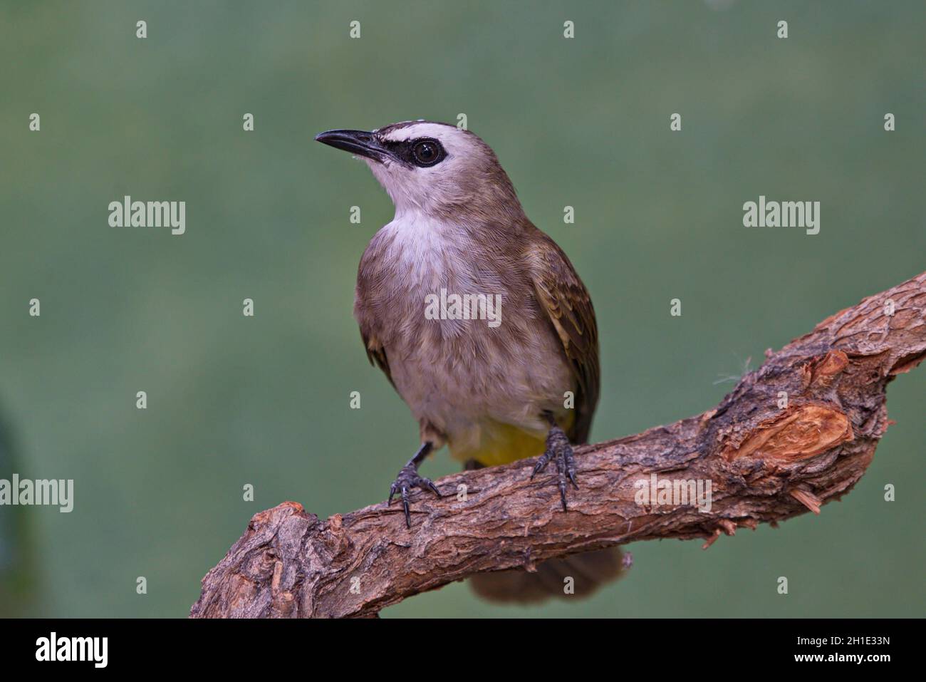 beautiful bulbul birds Stock Photo - Alamy