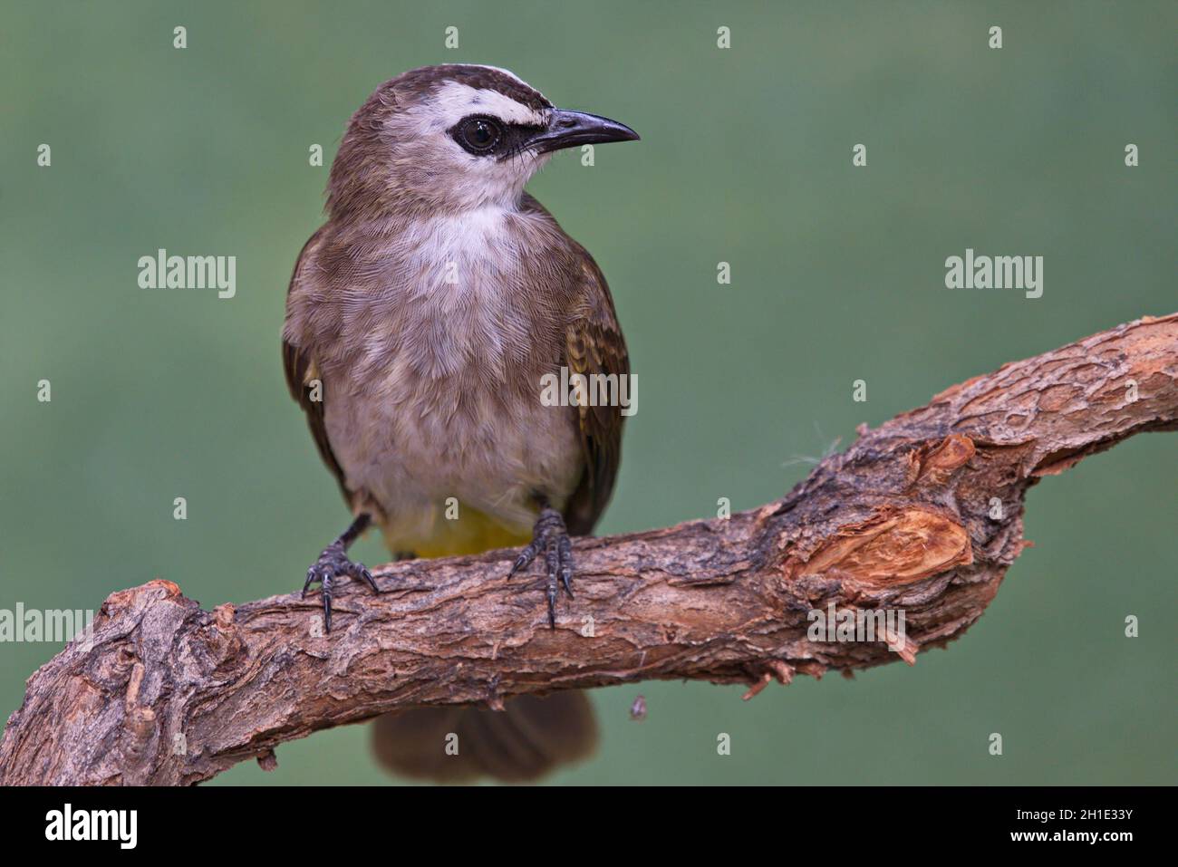 Bulbul with catch hi-res stock photography and images - Alamy