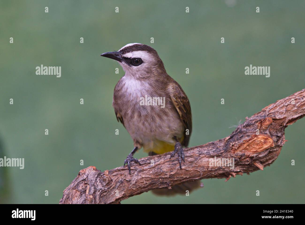 beautiful bulbul birds Stock Photo - Alamy