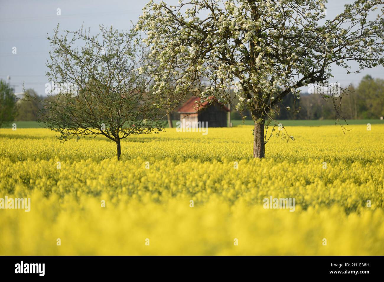 Ein blühendes Rapsfeld im Salzkammergut mit einem blühenden Apfelbaum ...