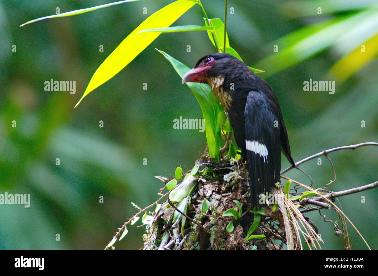 Odd looking bird hi-res stock photography and images - Alamy