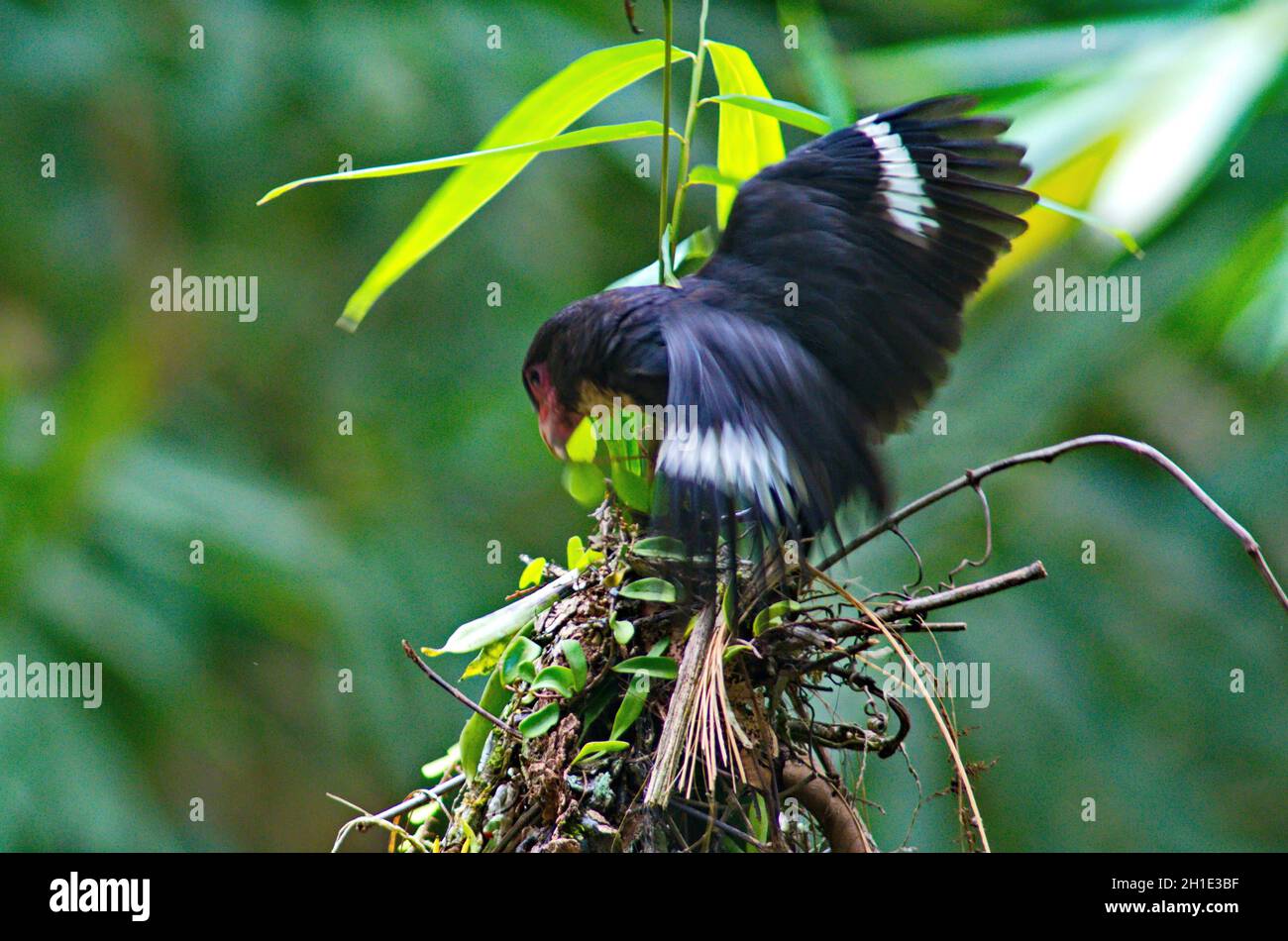 Odd looking bird hi-res stock photography and images - Alamy