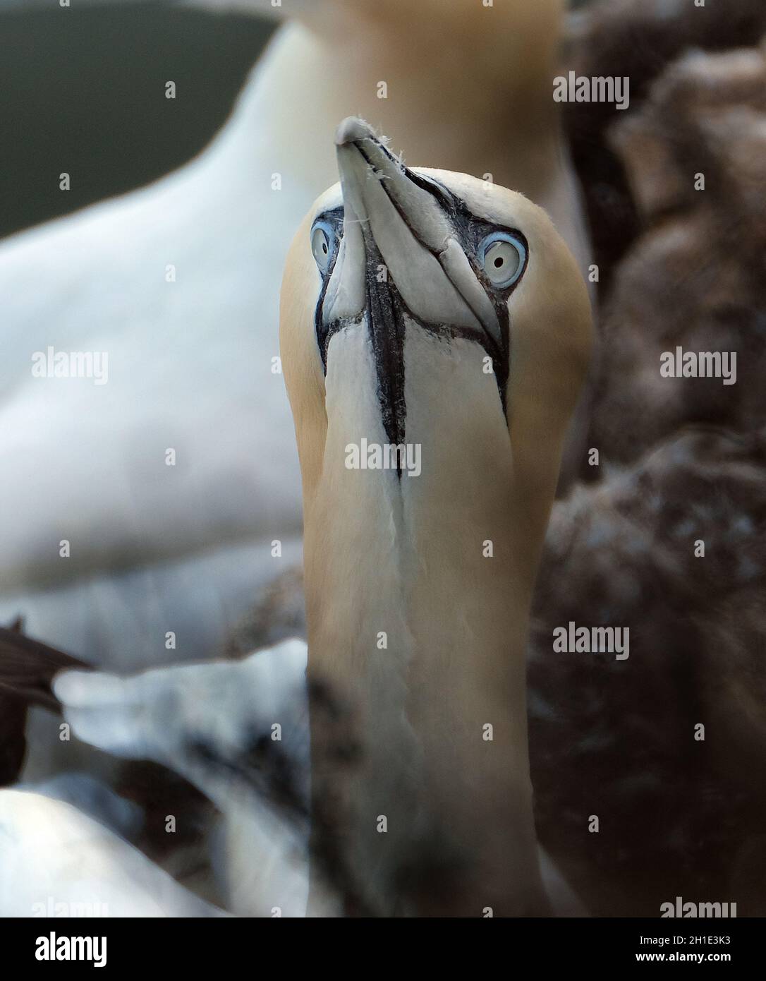 Old english ganot hi-res stock photography and images - Alamy