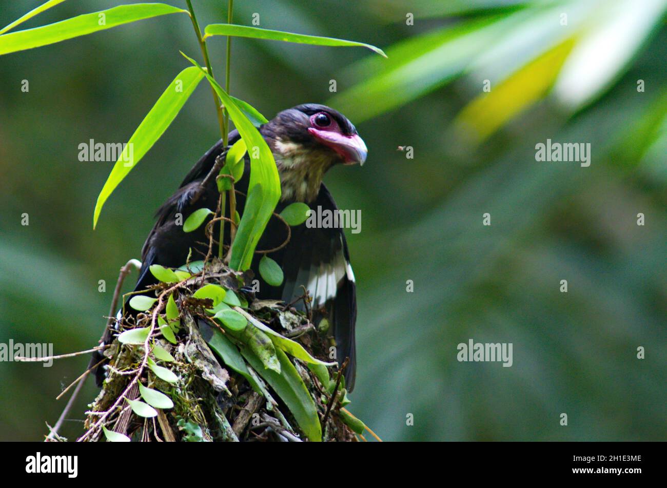 Odd looking bird hi-res stock photography and images - Alamy