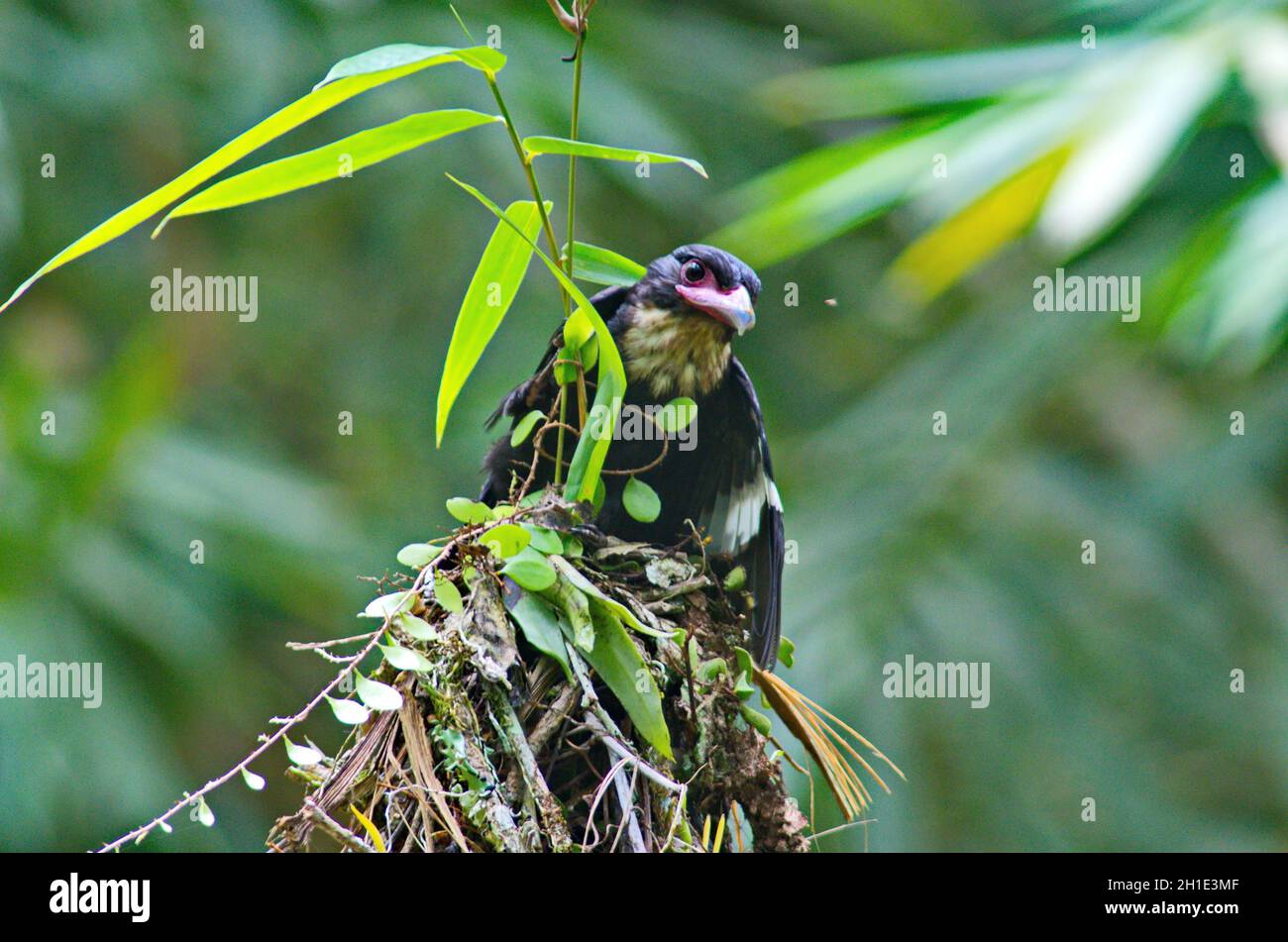 dusky broadbill bird Stock Photo - Alamy
