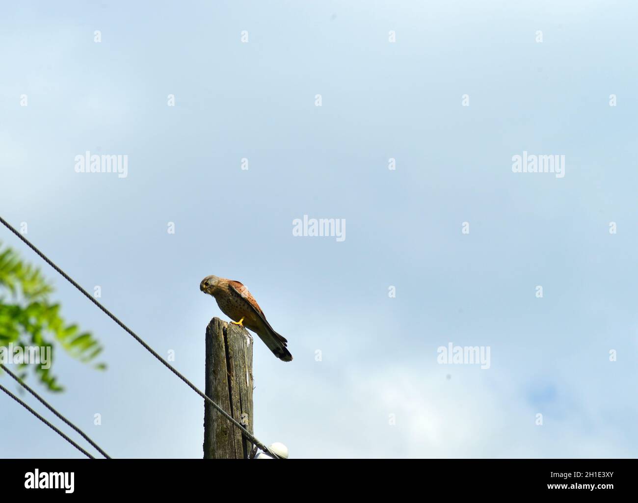 Elctric black hi-res stock photography and images - Alamy