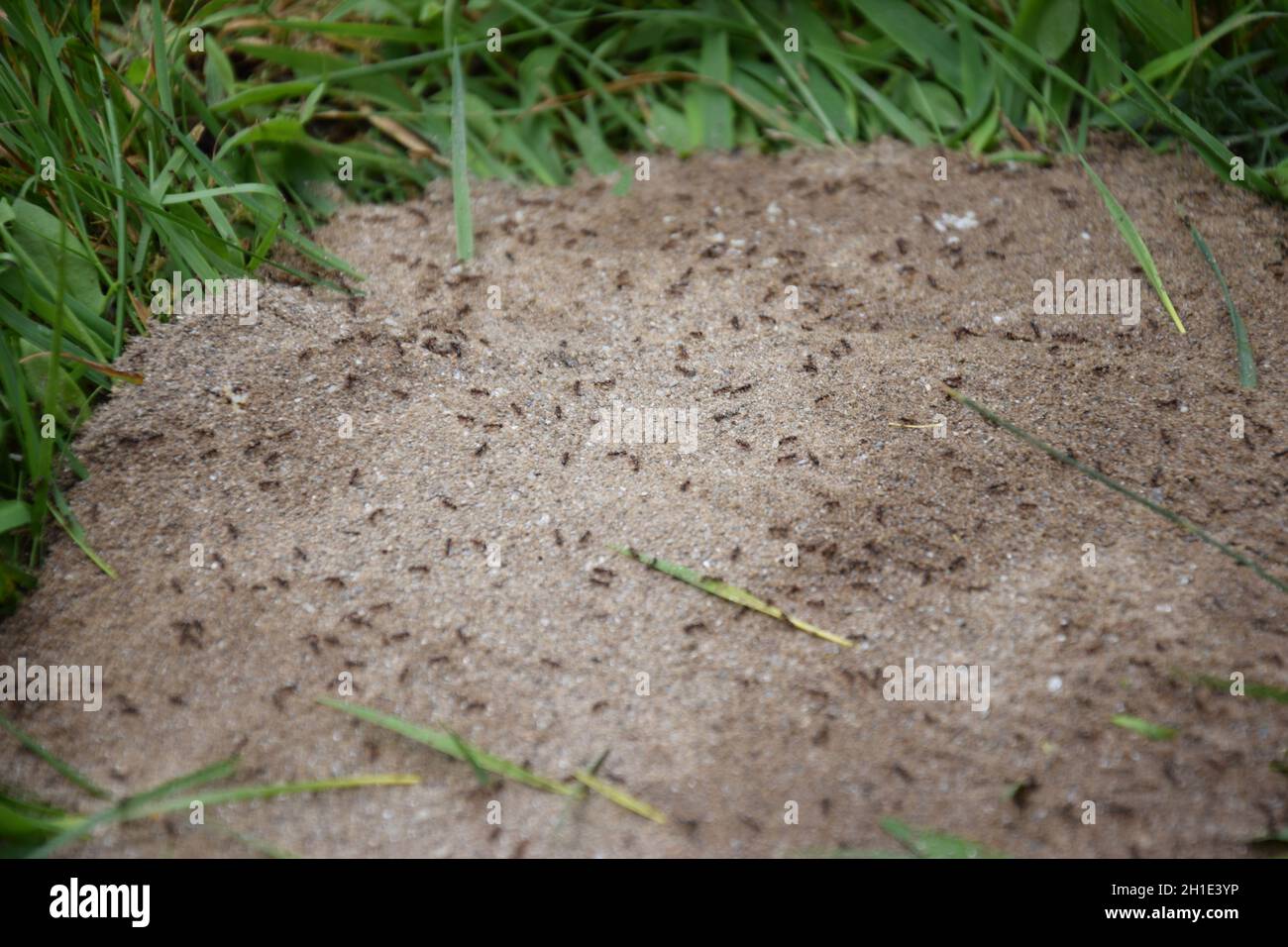 Closeup of an ant hill surrounded by grass Stock Photo - Alamy