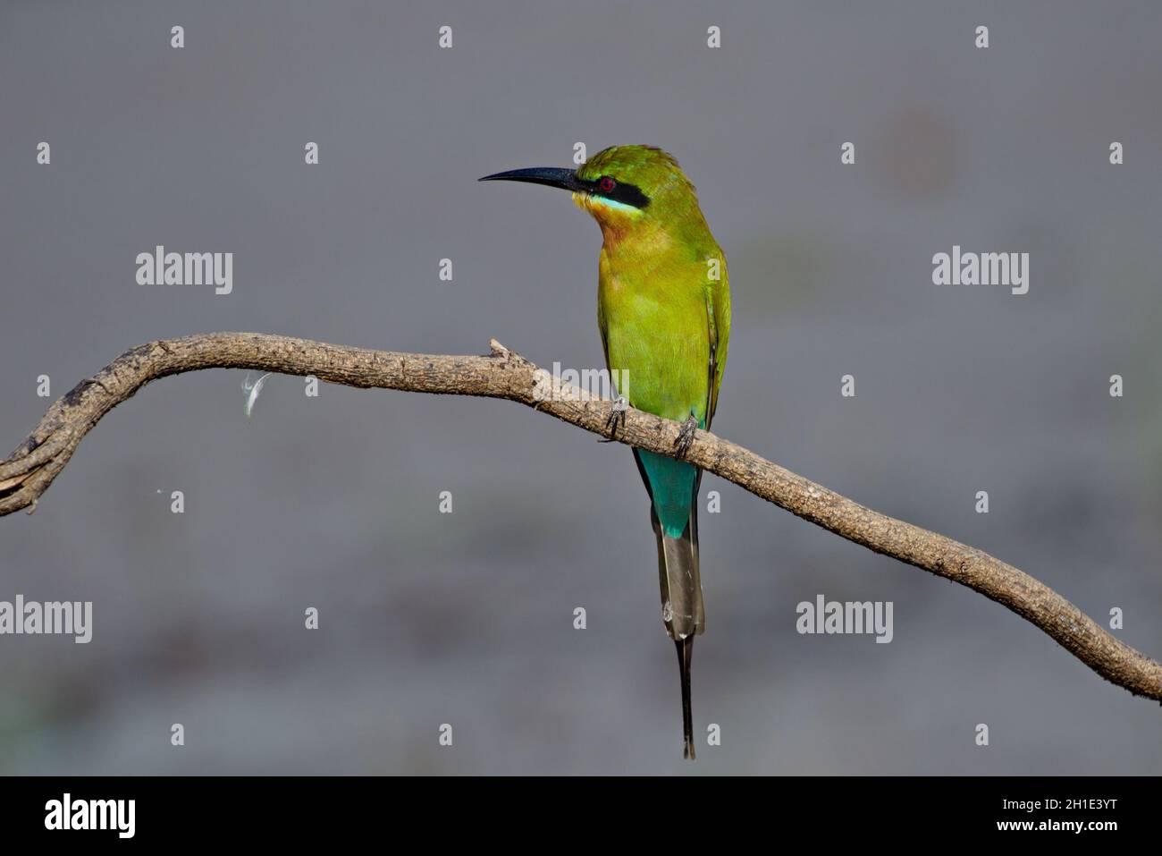 Blue Tailed Bee Eater Stock Photo - Alamy
