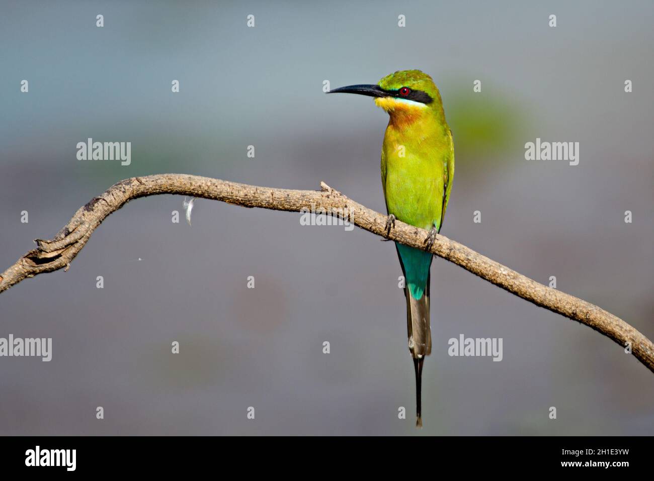 Blue Tailed Bee Eater Stock Photo - Alamy