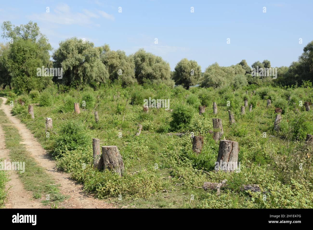 View of cut trees with a forest background - concept of deforestation ...