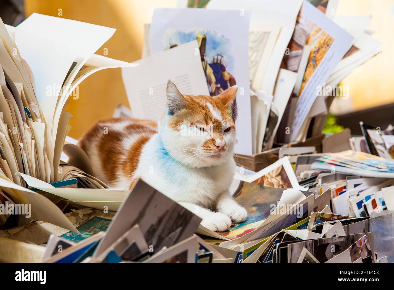 Libreria acqua alta hi-res stock photography and images - Alamy