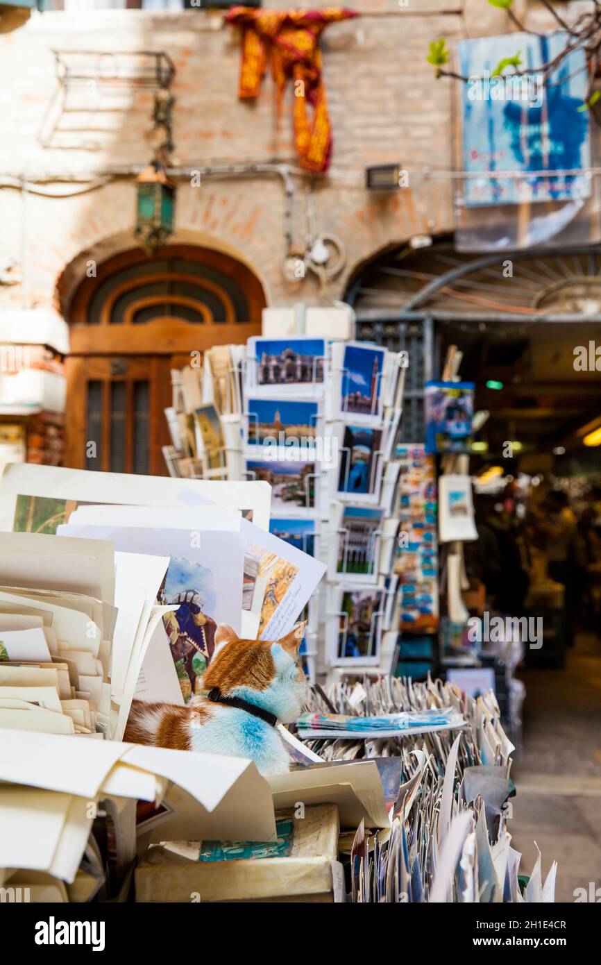 VENICE, ITALY - APRIL, 2018: Beautiful cat at the entrance of the ...