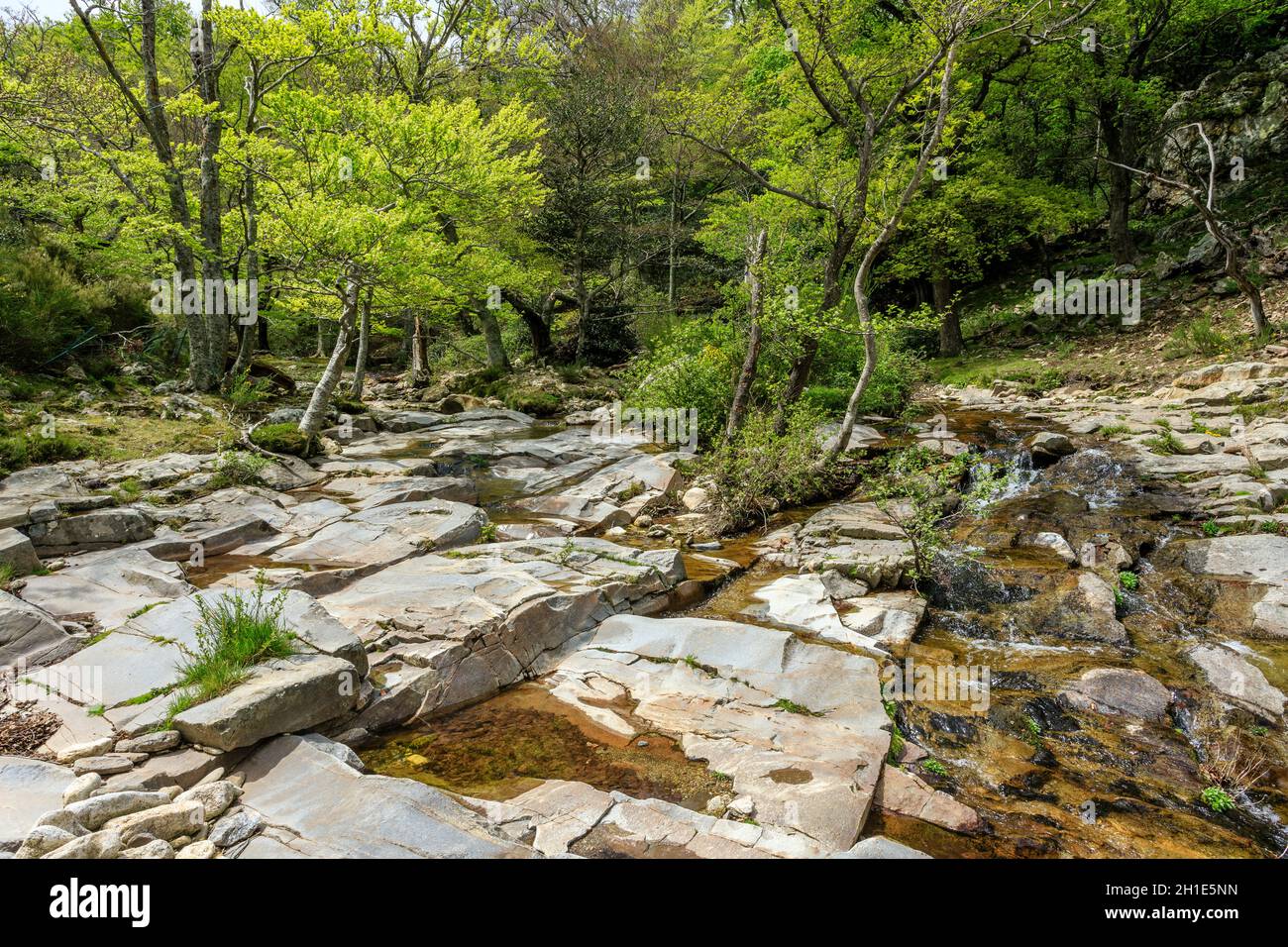 Foret de massane hi-res stock photography and images - Alamy