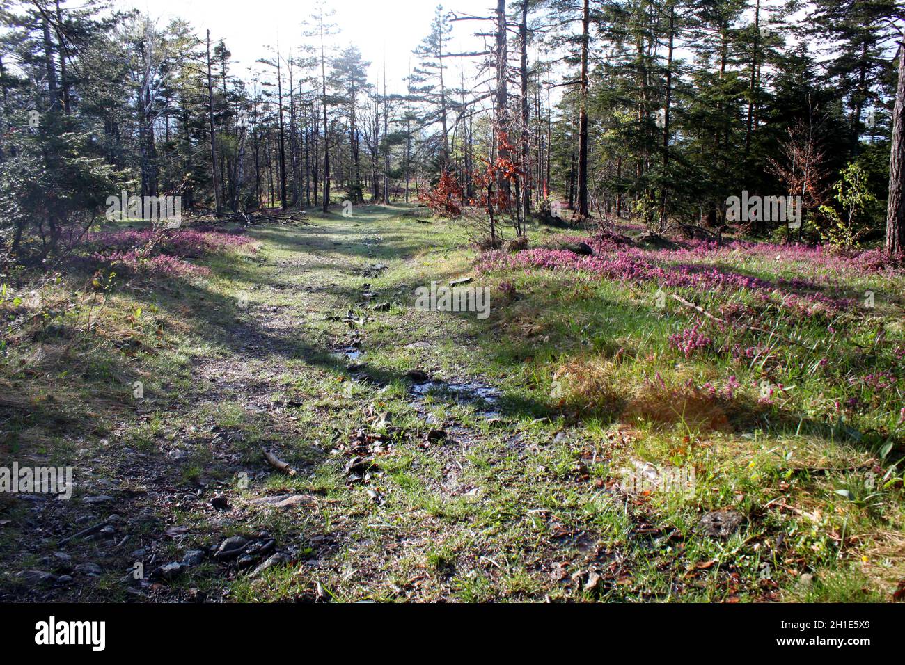Landscape on Divcibare , Mountain Maljen, Serbia Stock Photo - Alamy