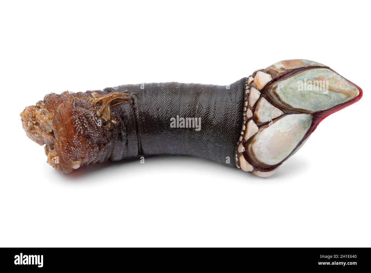 Single fresh raw goose barnacles isolated on white background close up ...