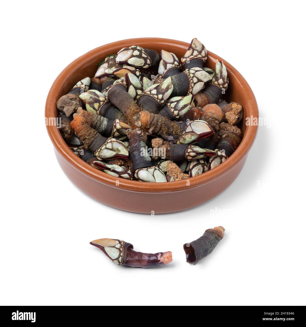 Fresh cooked goose barnacles in a bowl close up as snack food isolated ...