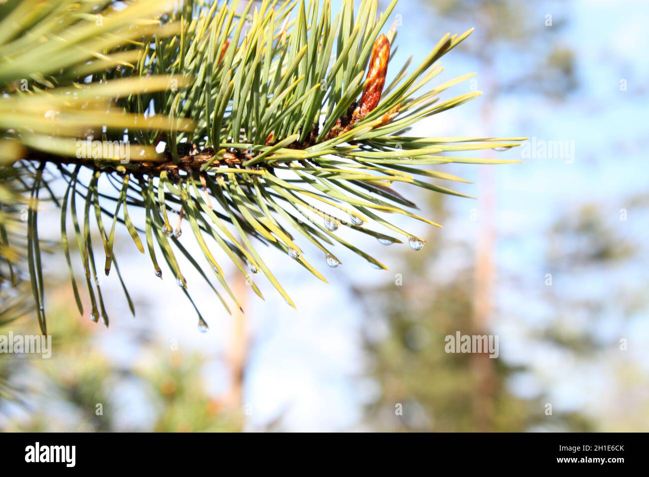 Raindrops on needles hi-res stock photography and images - Alamy