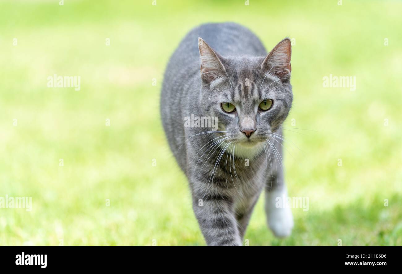 Stray tabby cat in a park Stock Photo - Alamy