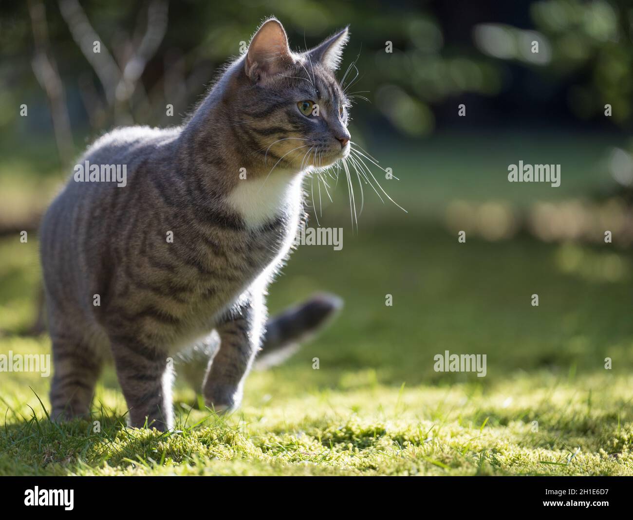 Stray tabby cat in a park Stock Photo - Alamy