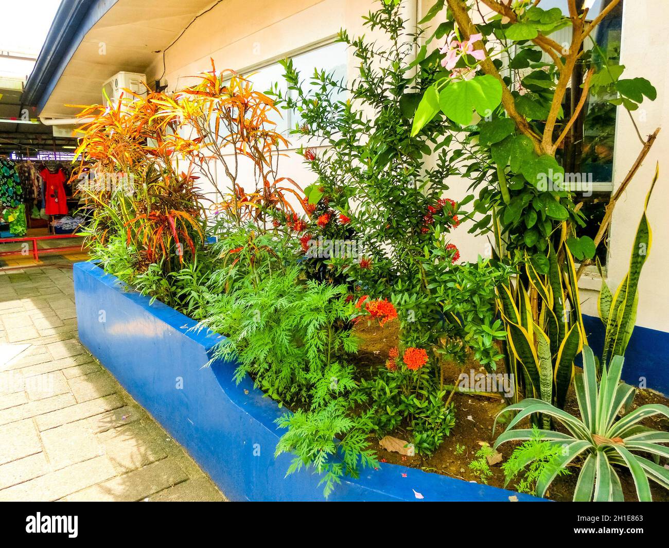 Garden with various tropical plants and flower in Puerto Limon at Costa ...