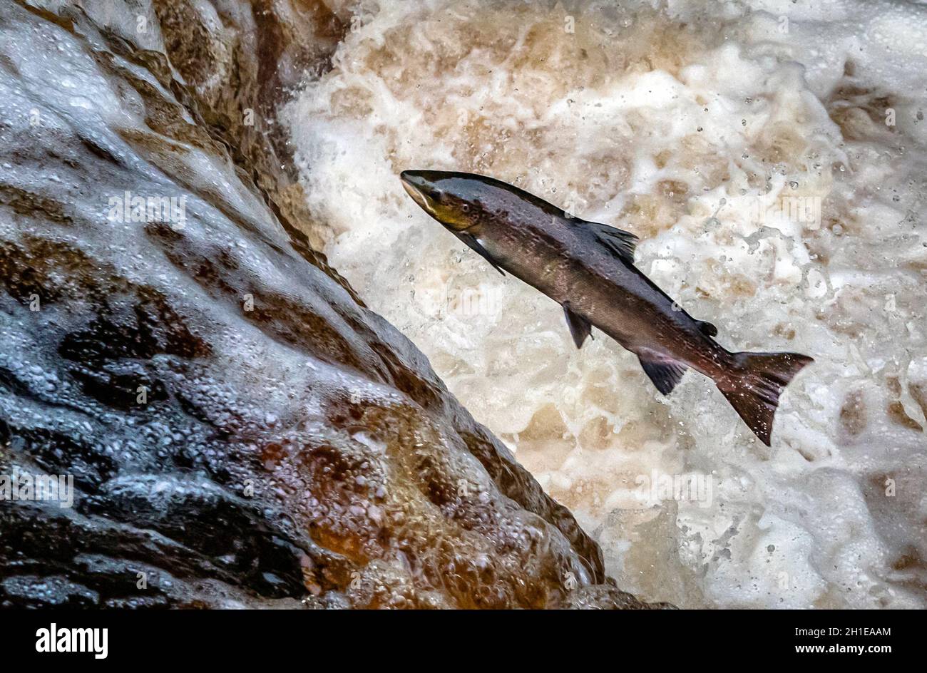 Salmon leap up Stainforth Force on the River Ribble in the Yorkshire ...