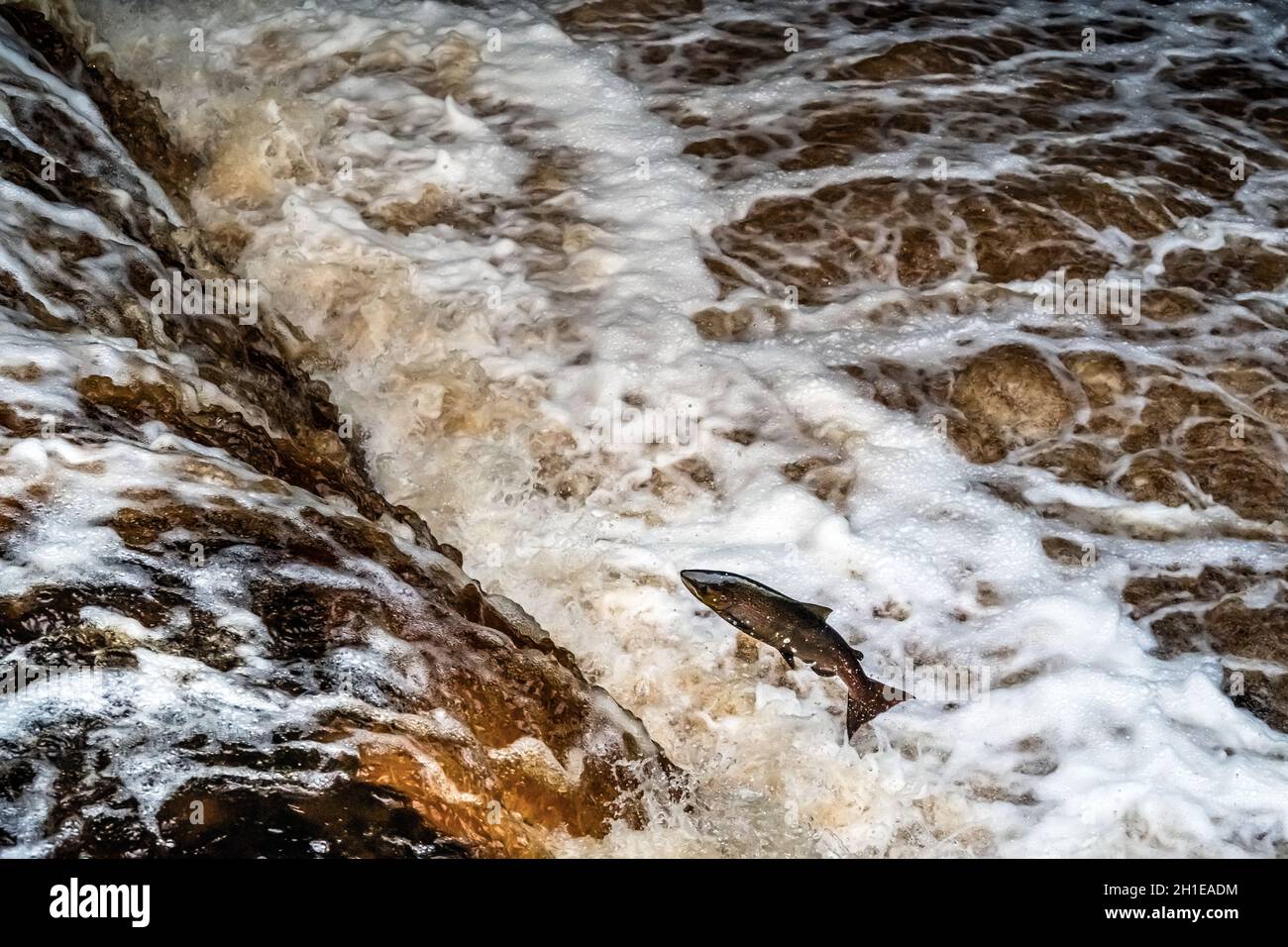 Salmon leap up Stainforth Force on the River Ribble in the Yorkshire ...