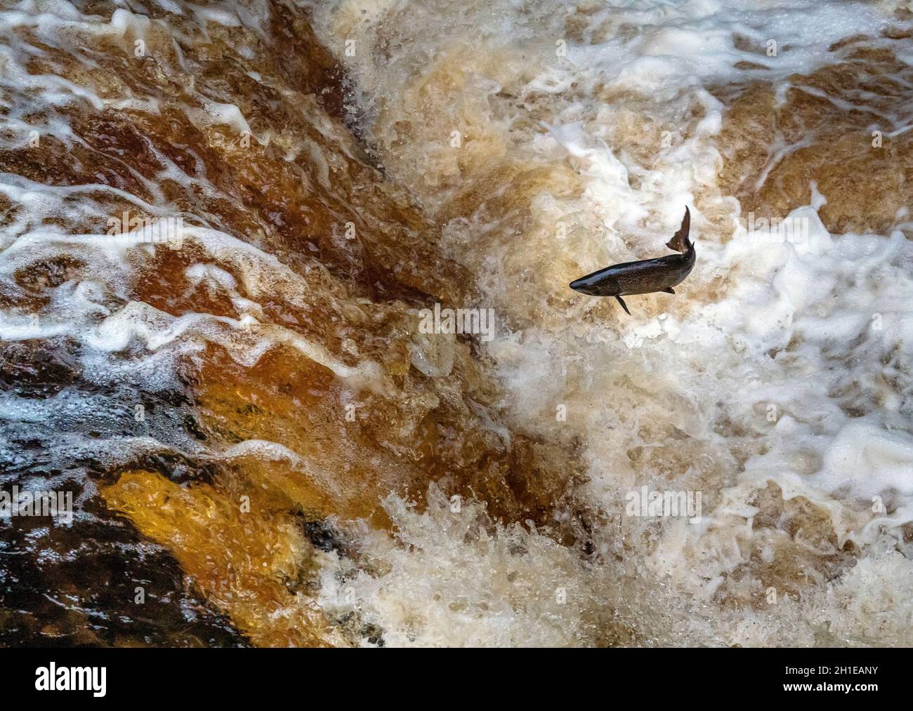 Salmon leap up Stainforth Force on the River Ribble in the Yorkshire ...