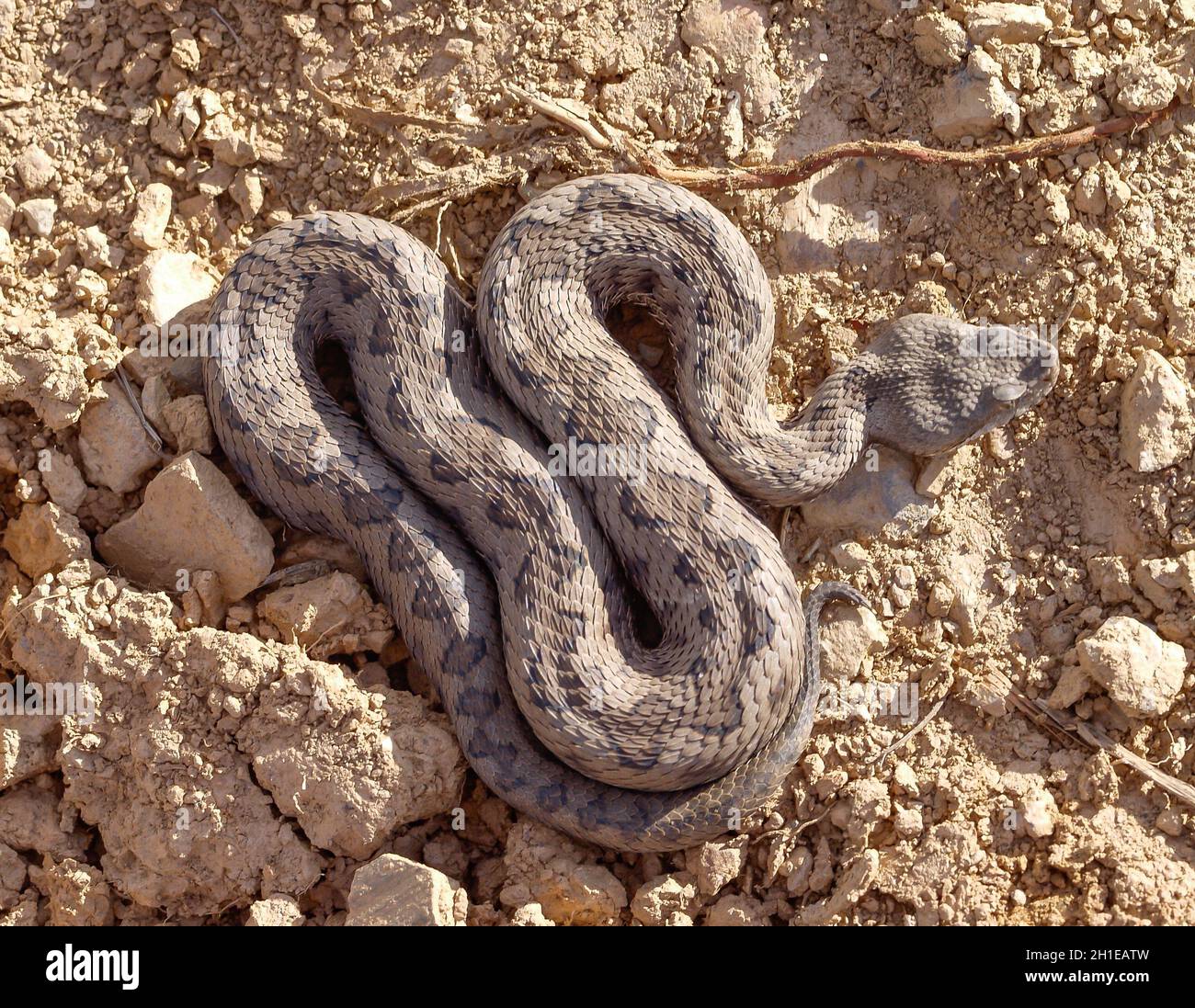 Snup hi-res stock photography and images - Alamy