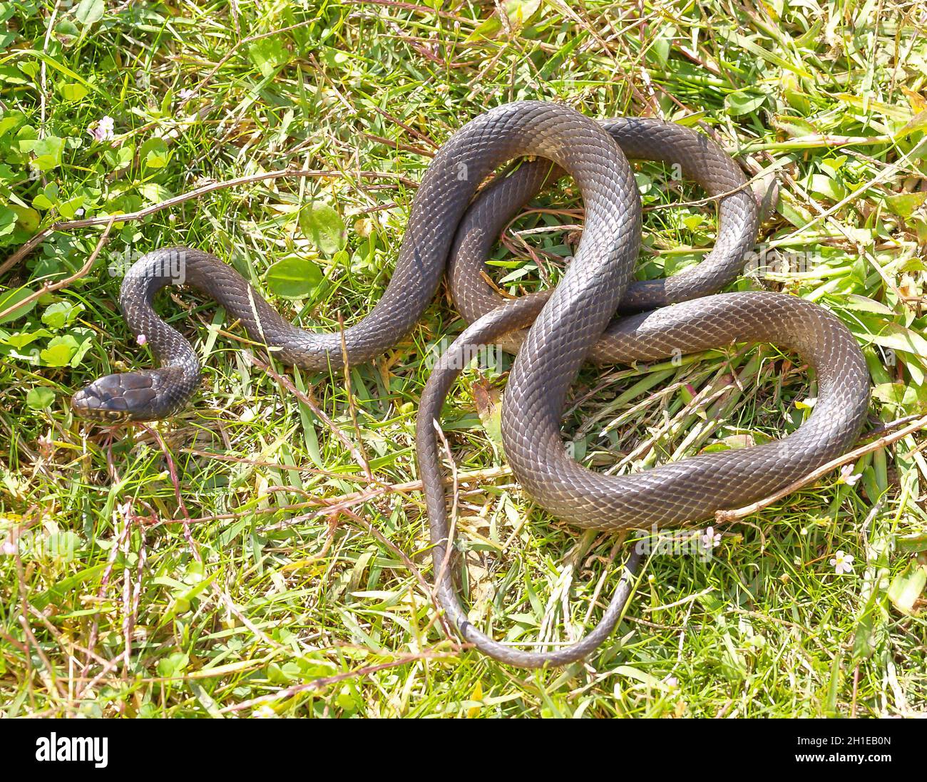 Beautiful western whip snake, Hierophis viridiflavus on the ground ...