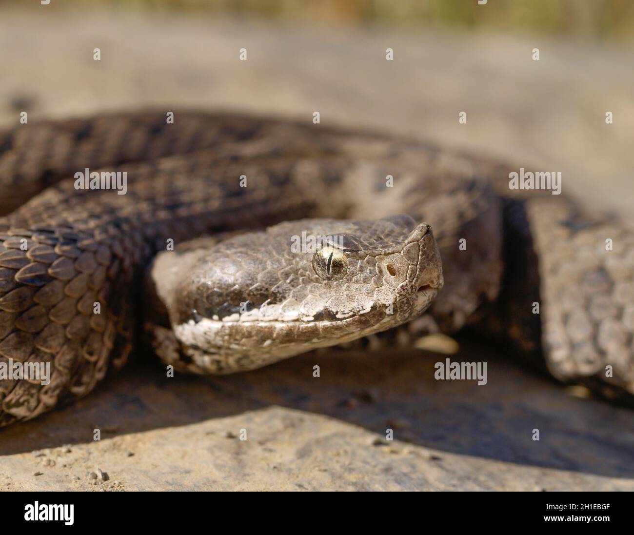 Snup hi-res stock photography and images - Alamy