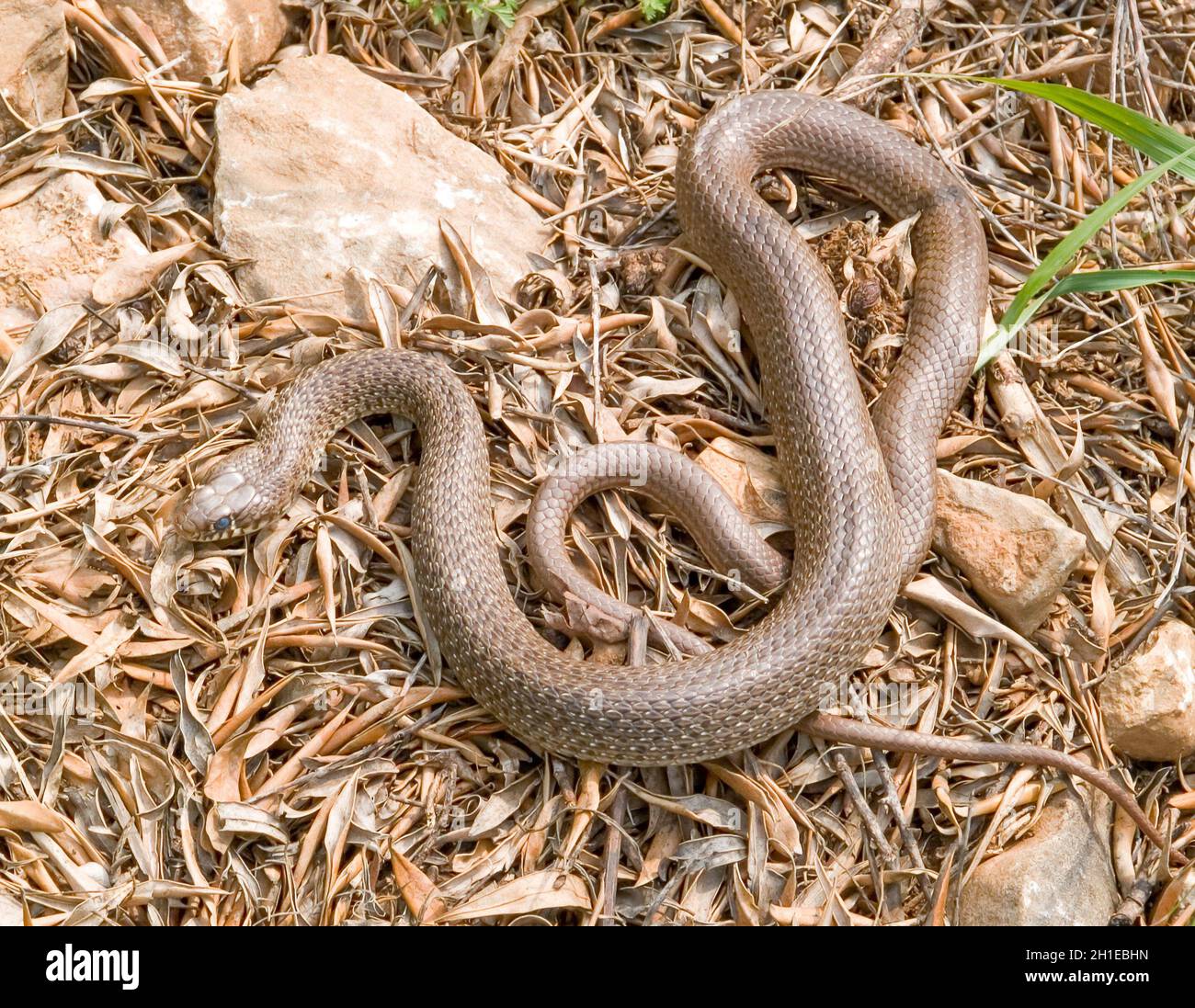 Balkan whip snake hierophis gemonensis hi-res stock photography and ...