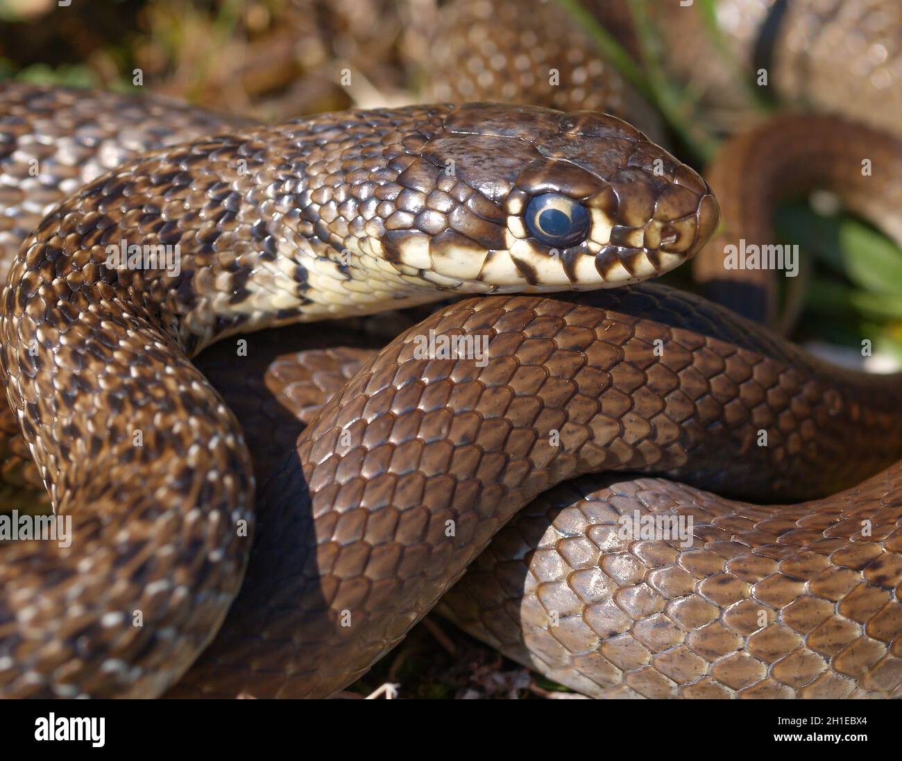 Balkan whip snake hierophis gemonensis hi-res stock photography and ...
