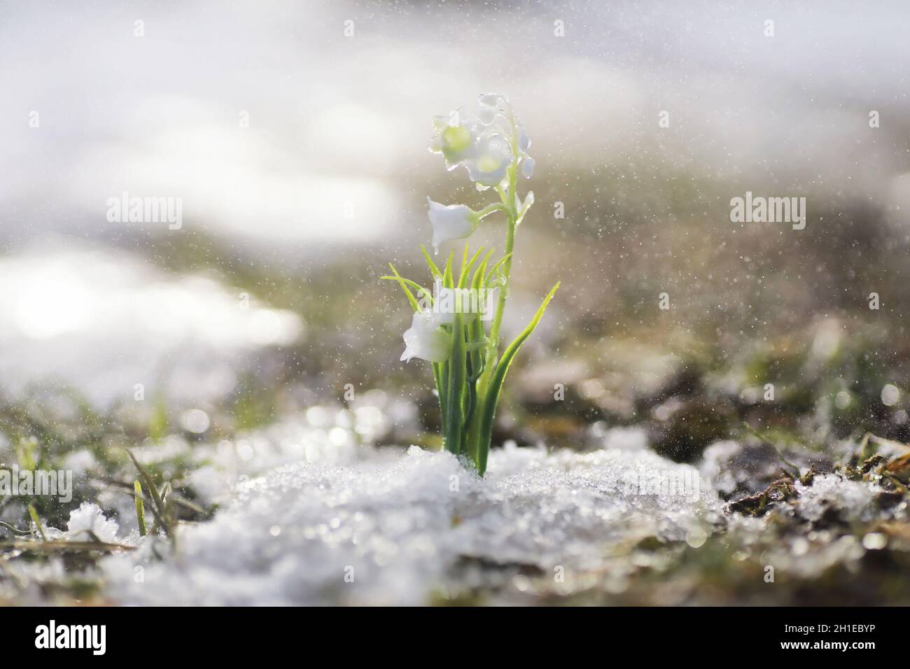 The first spring flowers. Snowdrops in the forest grow out of snow ...