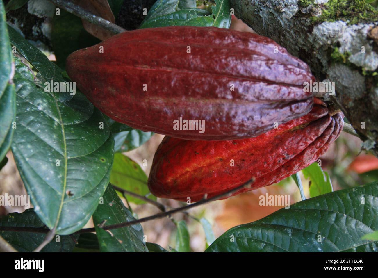 ilheus, bahia / brazil - july 3, 2012: Cocoa plantation in farming in ...