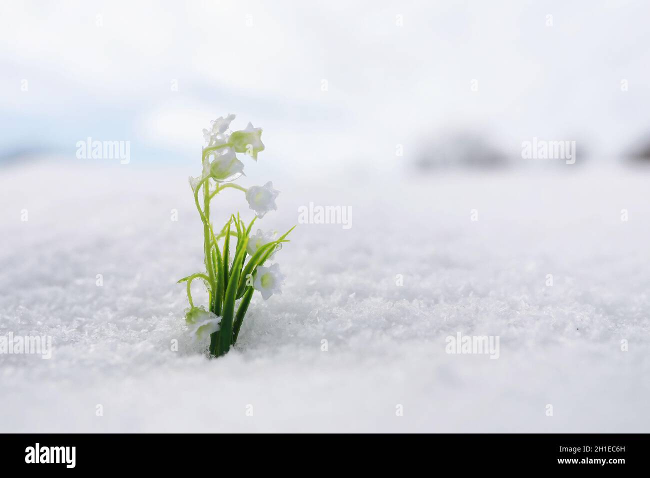 The first spring flowers. Snowdrops in the forest grow out of snow ...