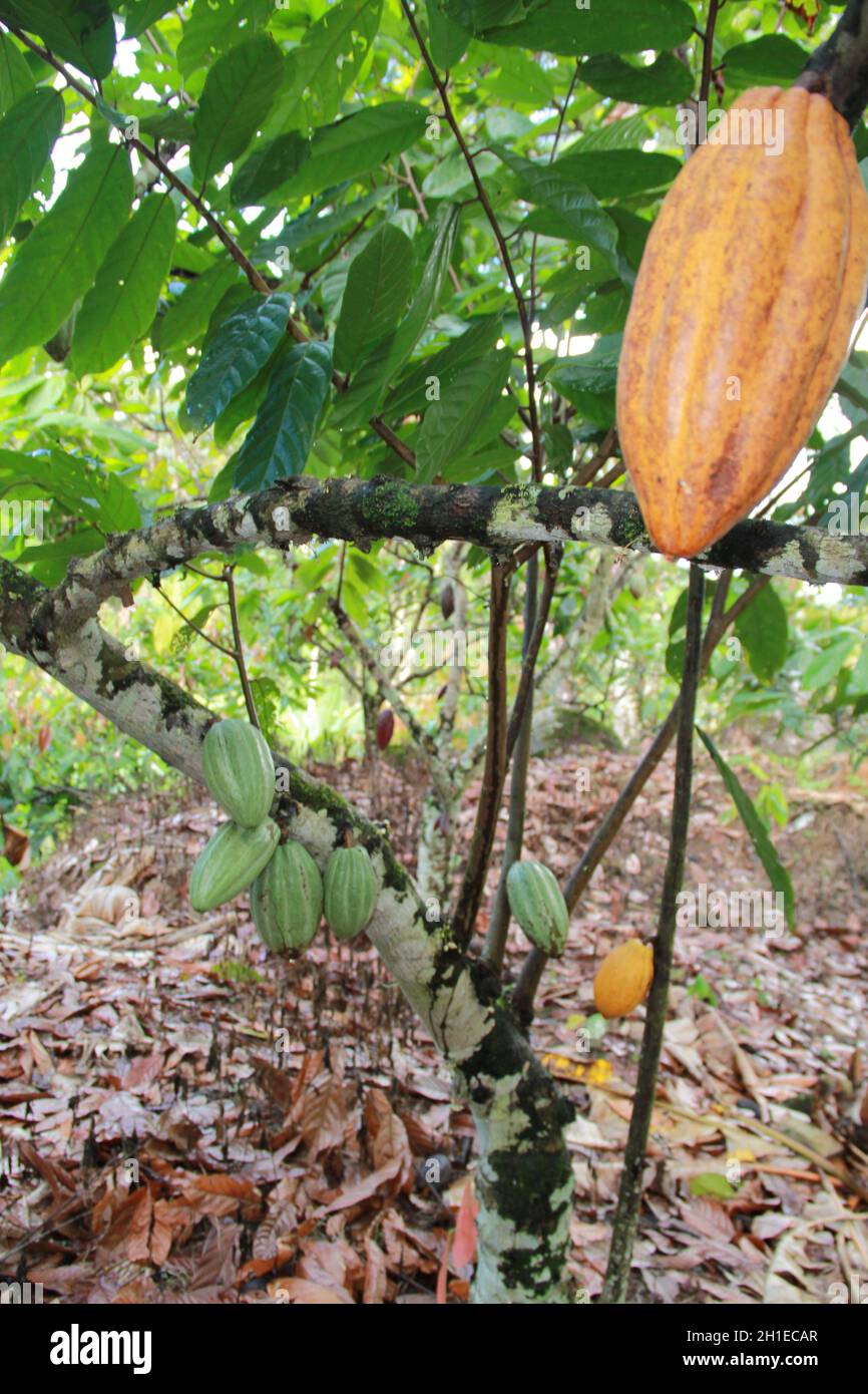 Cocoa farming brazil hi-res stock photography and images - Alamy