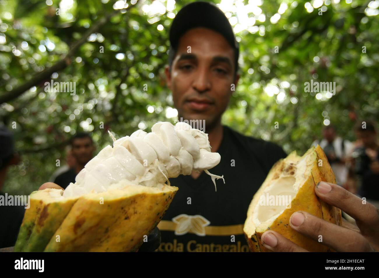 ilheus, bahia / brazil - july 3, 2012: Tourists observe cocoa crop on ...