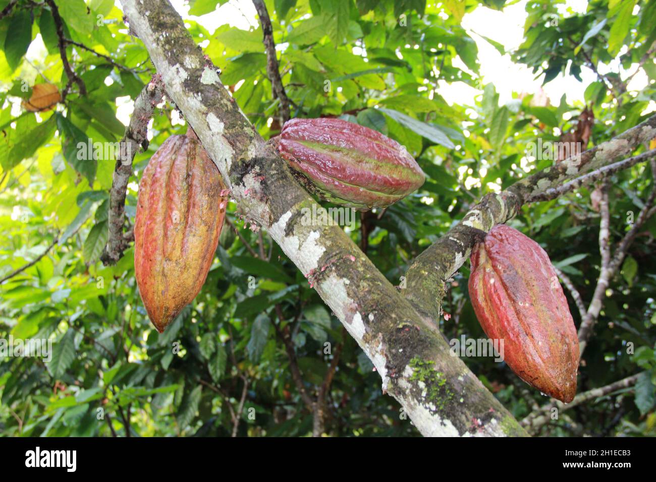 ilheus, bahia / brazil - july 3, 2012: Cocoa plantation in farming in ...