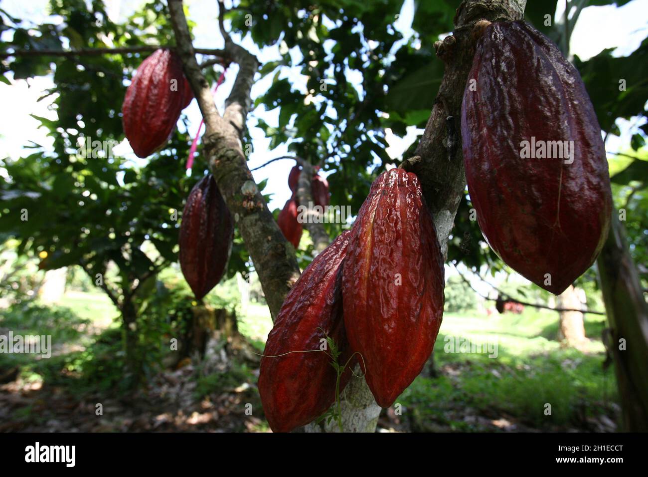 ilheus, bahia / brazil - march 21, 2011: Cocoa plantation in farming in ...