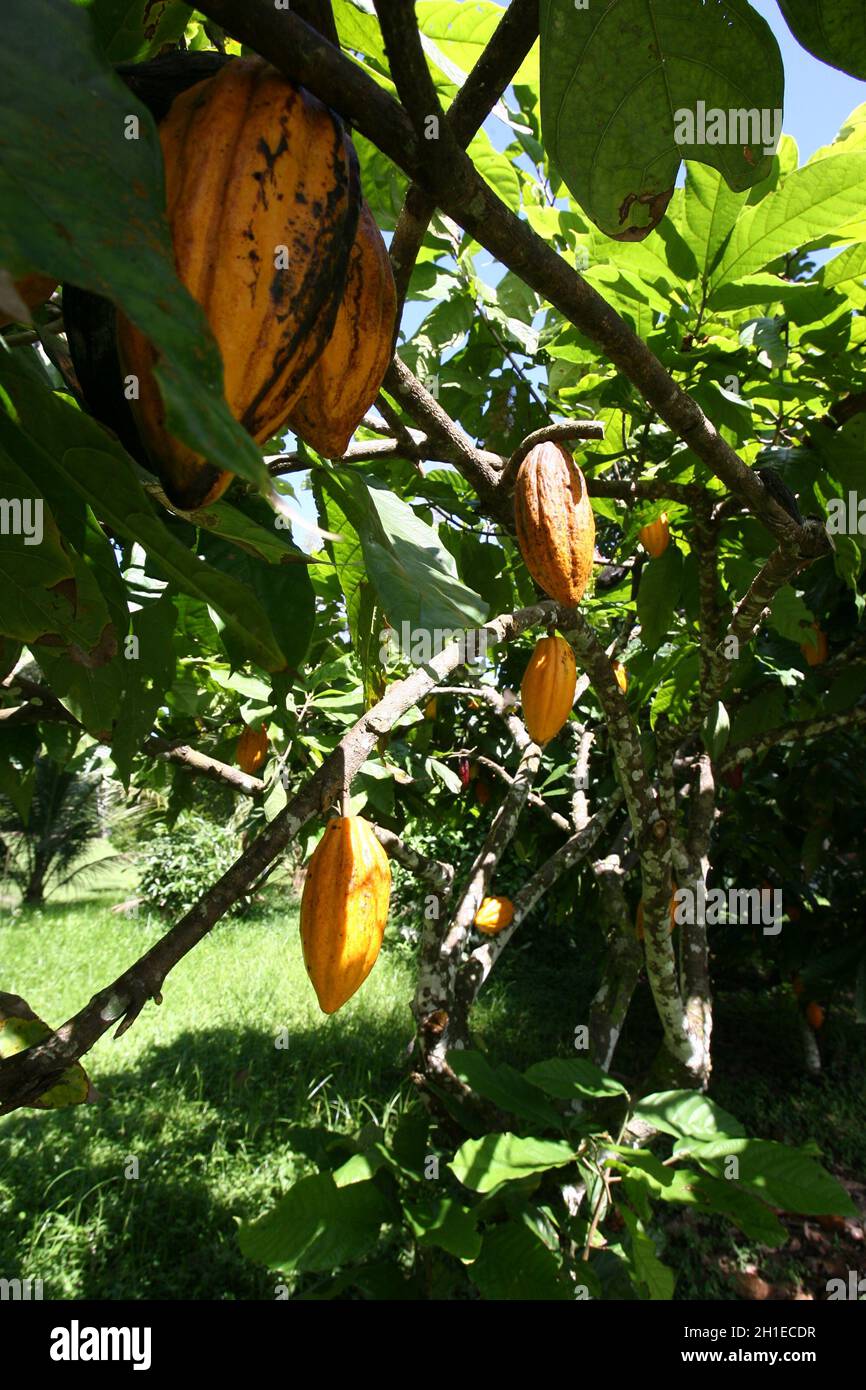 ilheus, bahia / brazil - march 21, 2011: Cocoa plantation in farming in ...